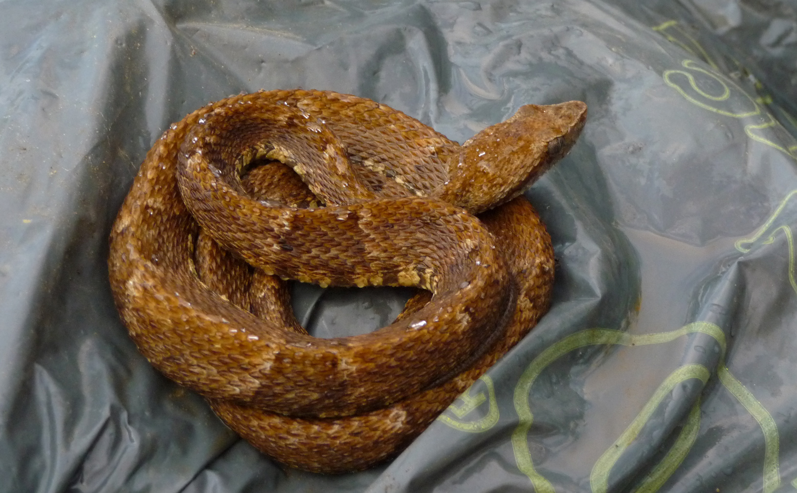 Reptielen van Suriname - Reptiles of Surinam - De website van ...