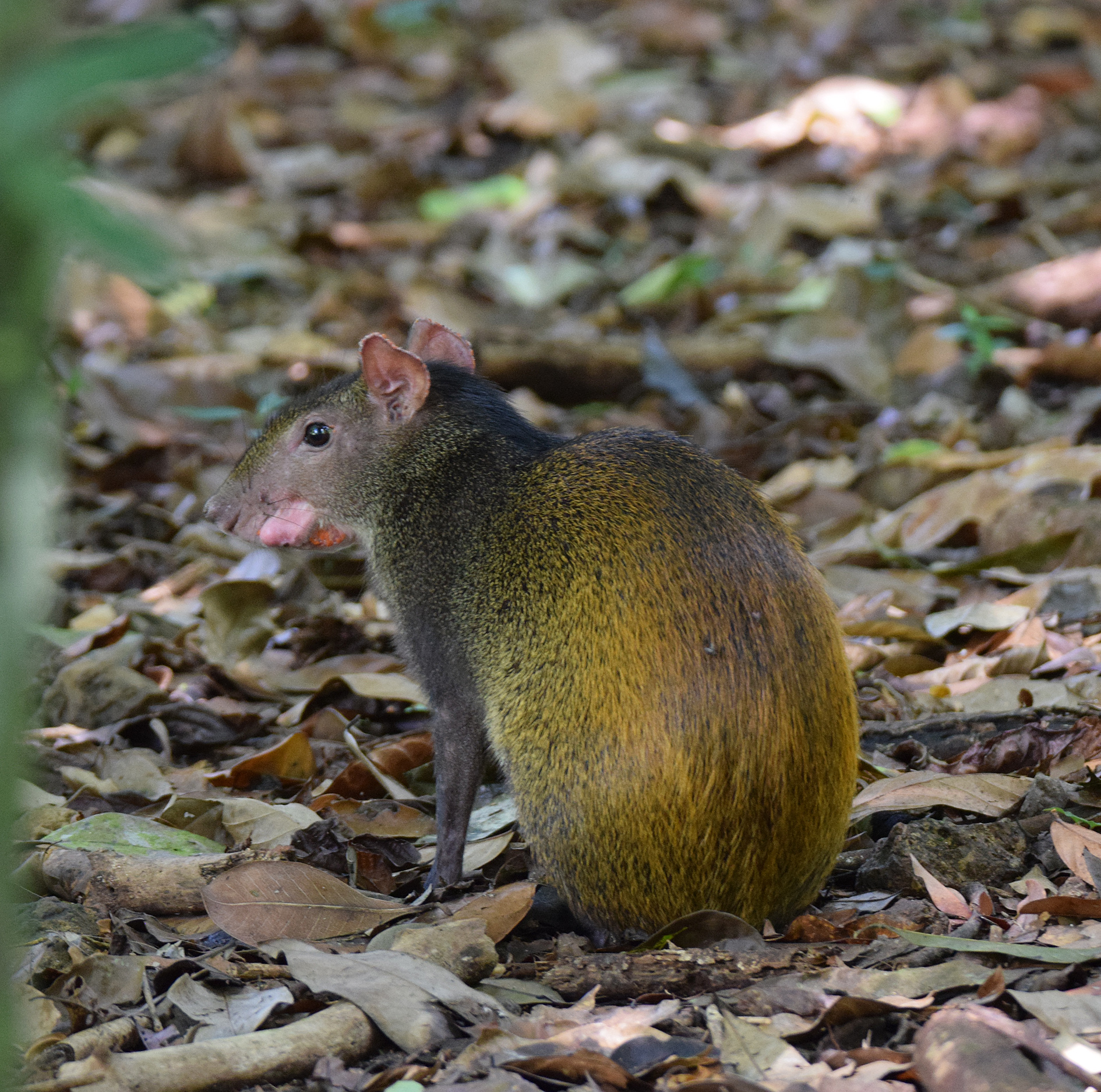 Zoogdieren - Mammals - De website van mhedelmannatuur!
