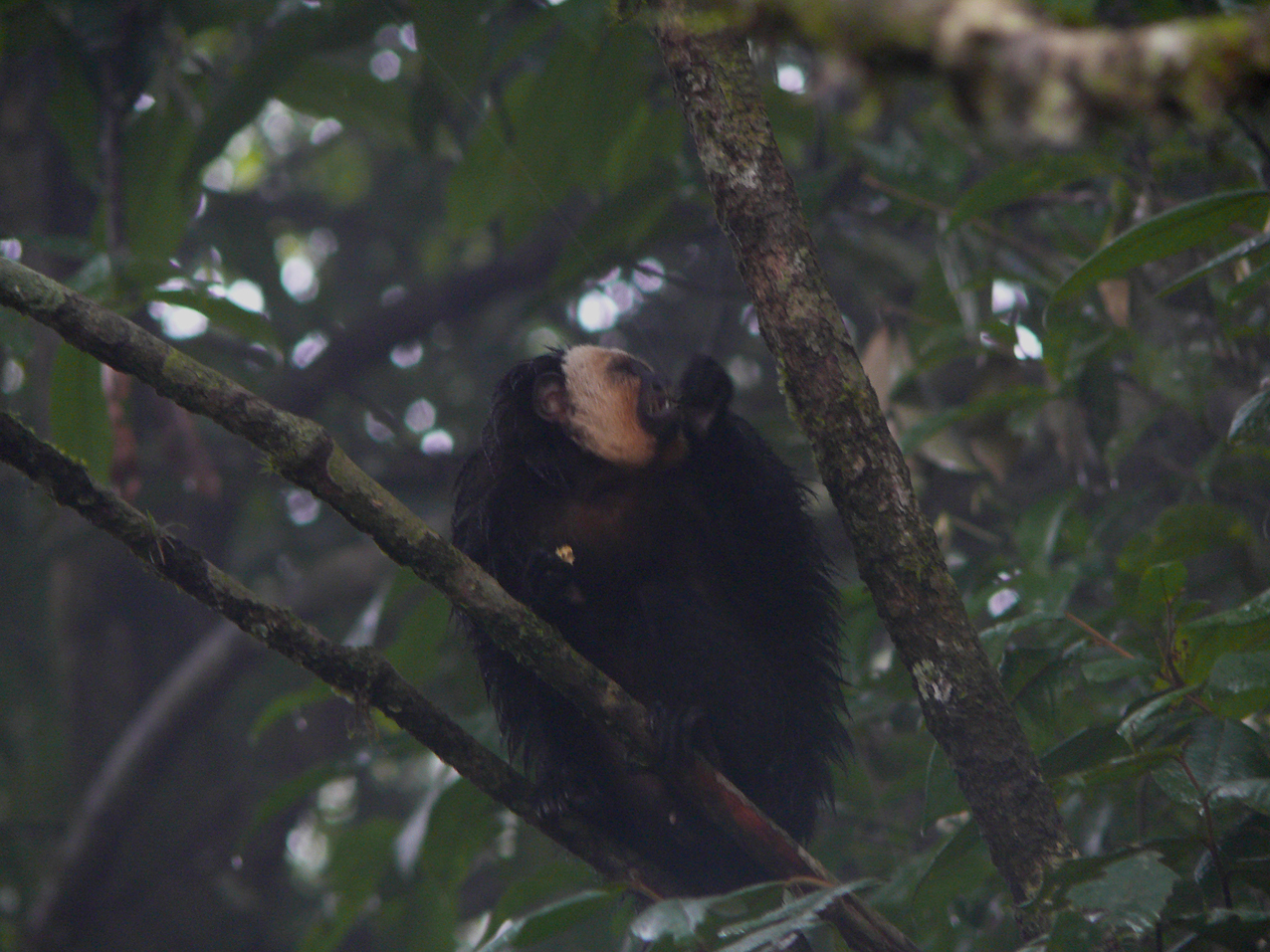 Zoogdieren - Mammals - De website van mhedelmannatuur!