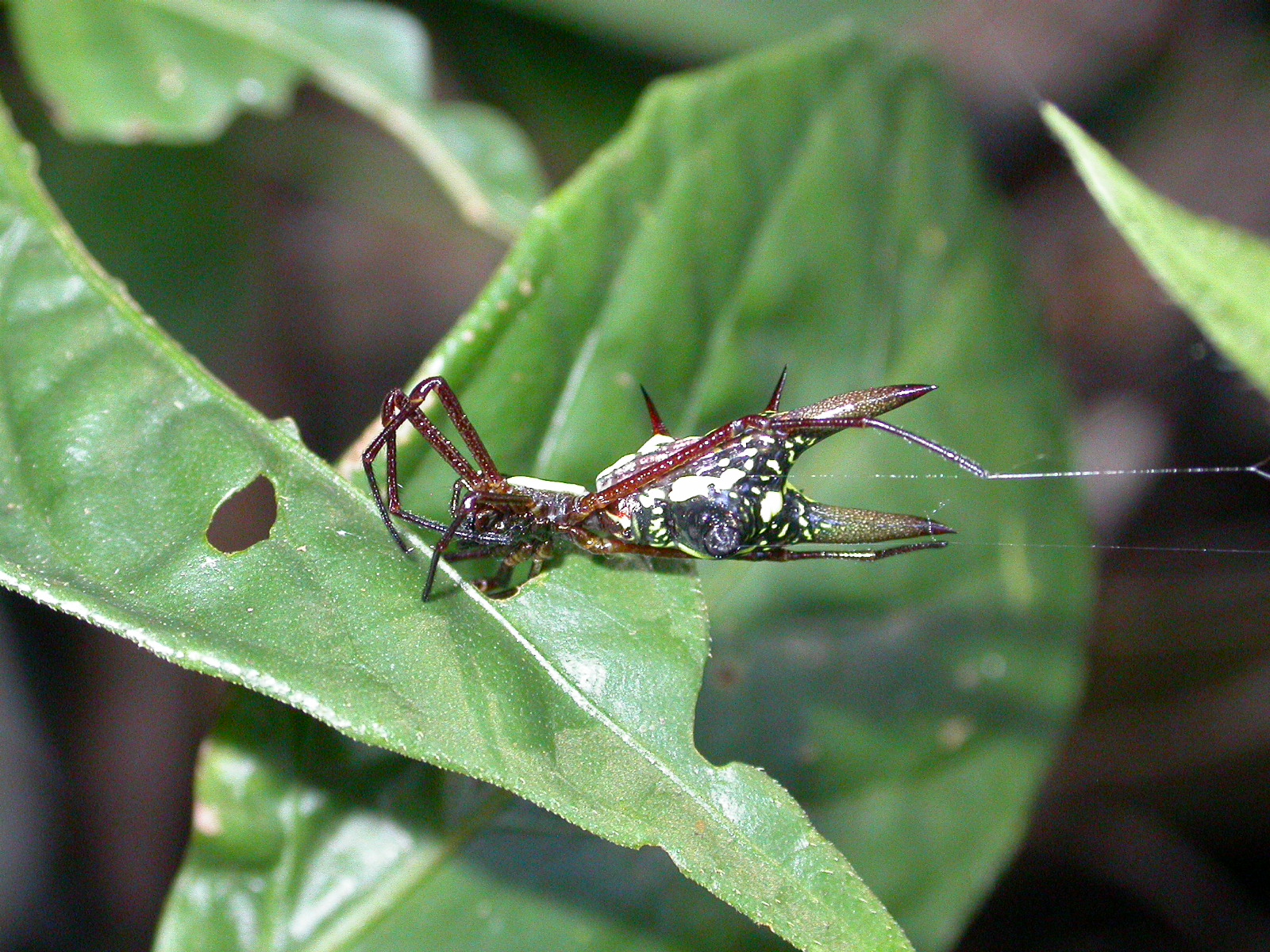 Spinnen van Suriname - Spiders of Surinam - De website van mhedelmannatuur!