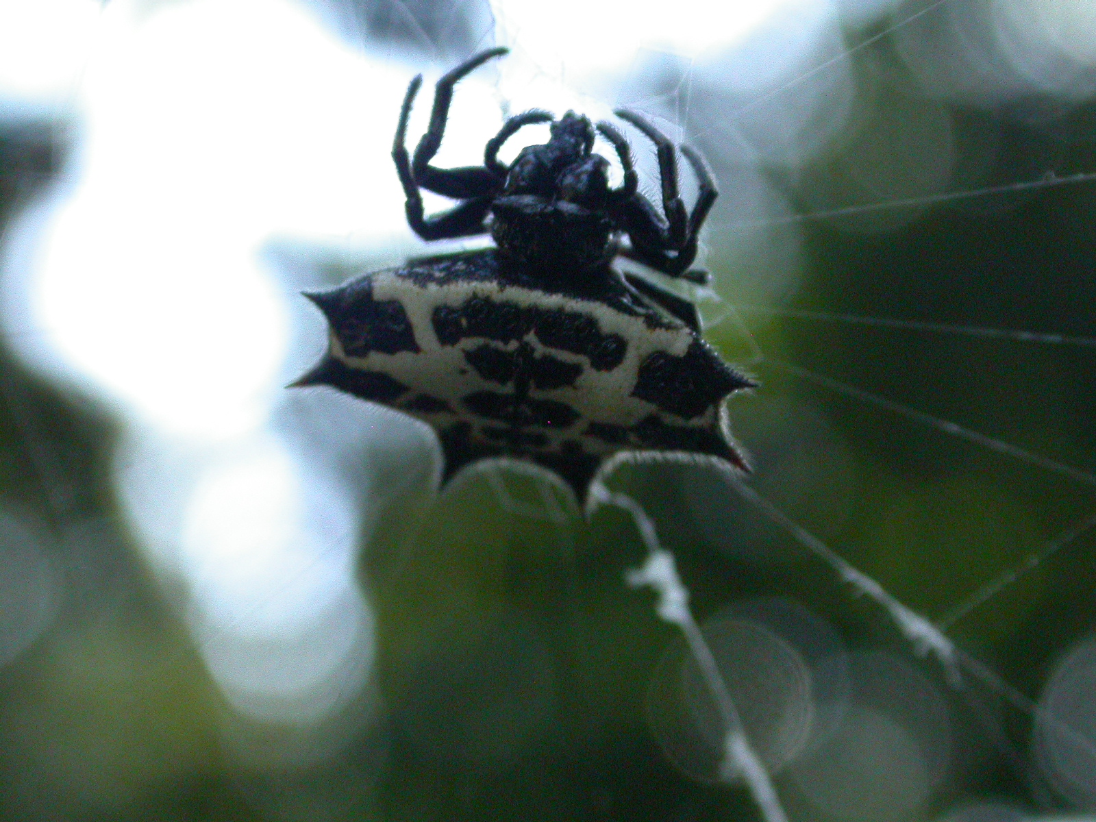 Spinnen van Suriname - Spiders of Surinam - De website van mhedelmannatuur!