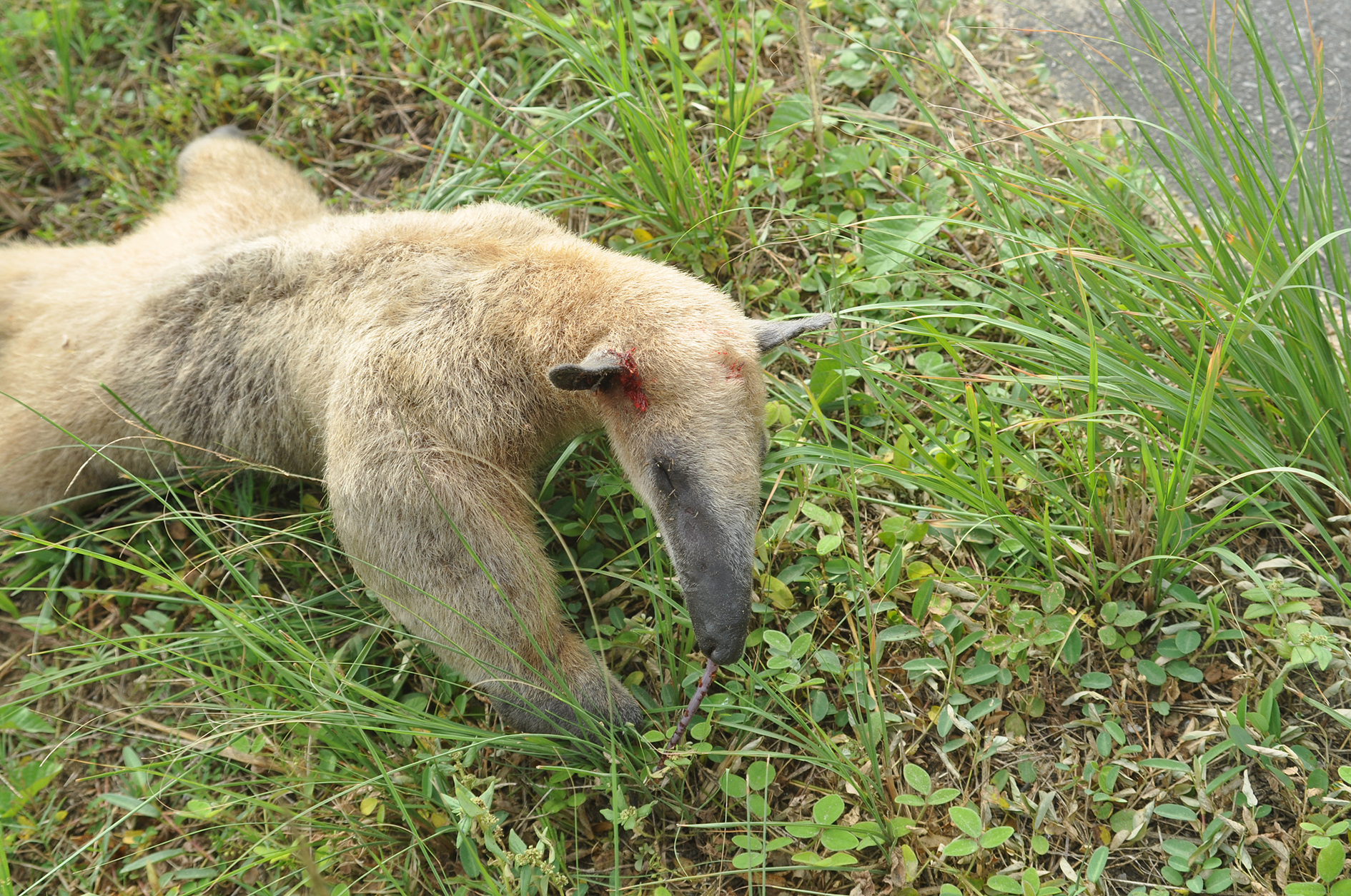 Zoogdieren - Mammals - De website van mhedelmannatuur!