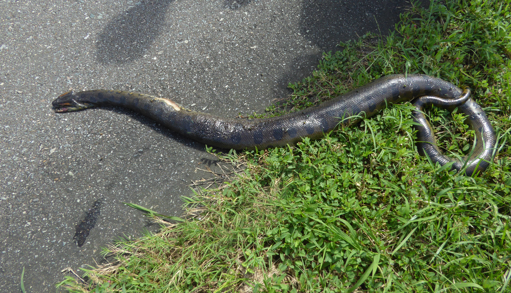 Reptielen van Suriname - Reptiles of Surinam - De website van ...