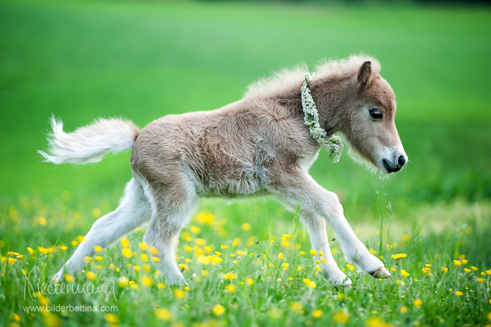 Fohlen - Pferdefotografie, Hundefotografie, Fotografie Bettina ...