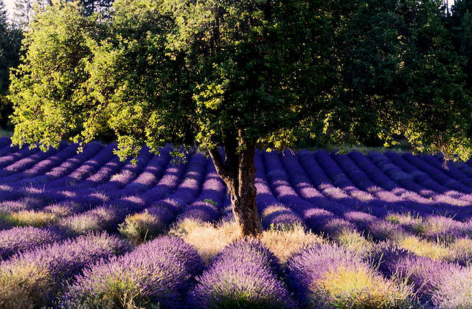 French classes/lessons Exmouth, Devon - French classes Exmouth Devon