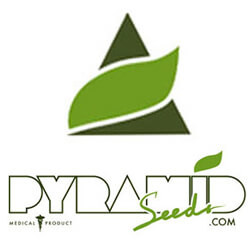 AUTO TUTANKHAMON - PYRAMID SEEDS - Seed Market - Semi Femminizzati e ...