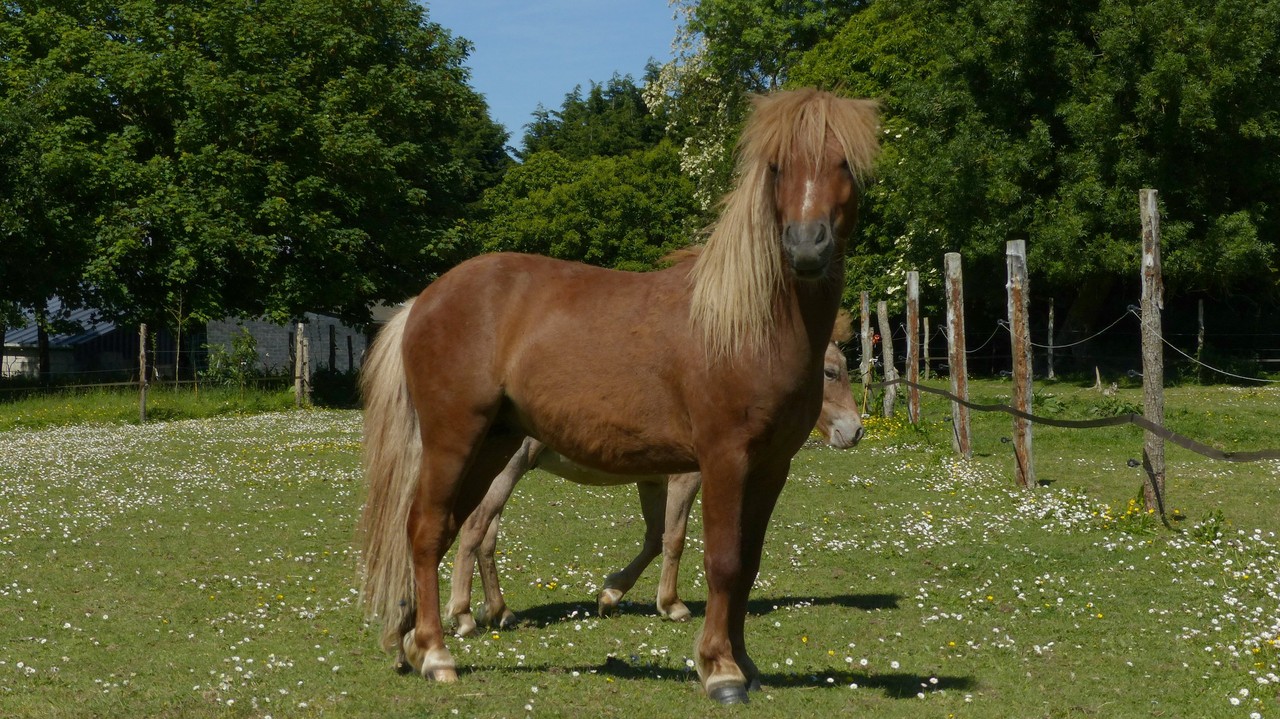 Cheval Miniature (MINI), une race reconnue par les Haras Nationaux ...