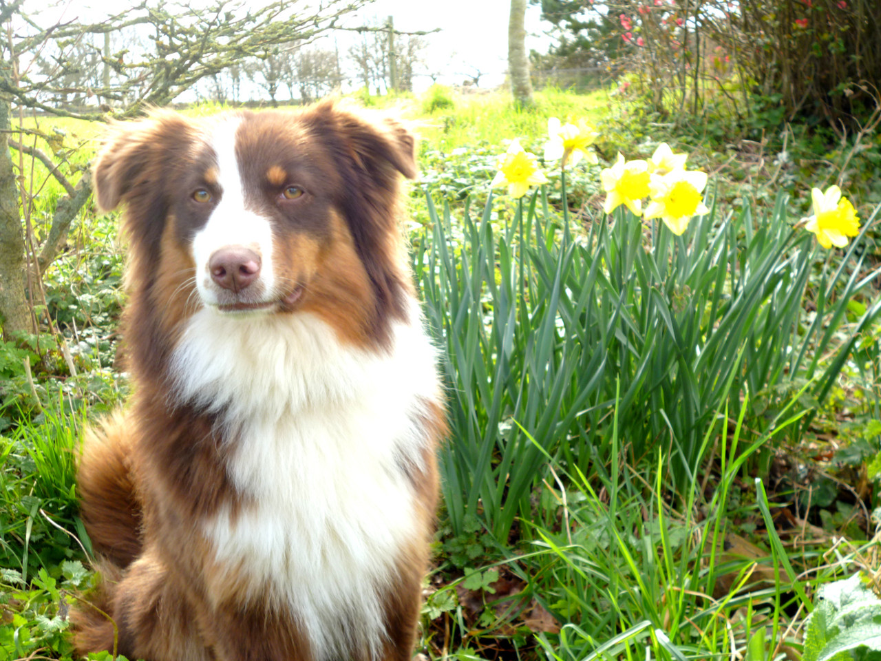 Berger Australien - Australien Shepherd - Aussie - Elevage Cheval ...