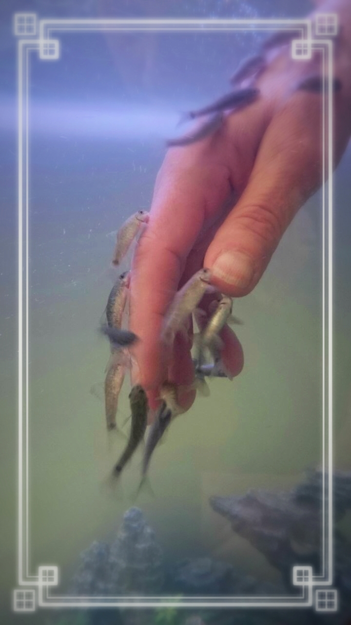 Unsere Knabberfische - siggis-fish-spas Webseite!