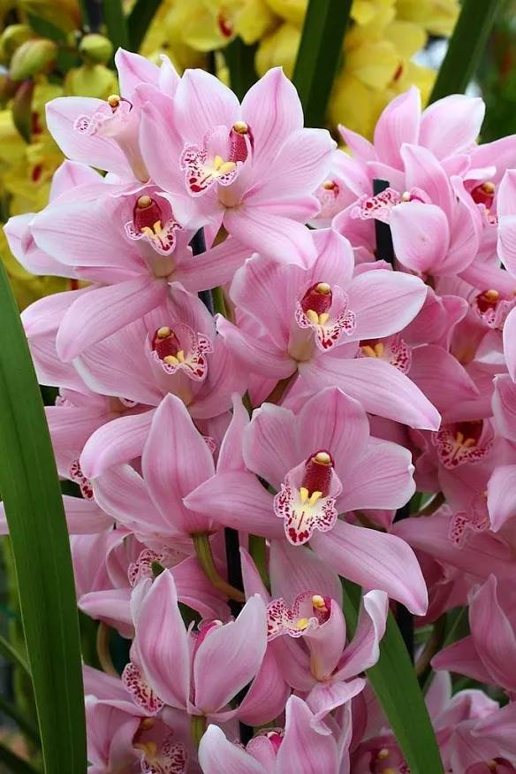 ORQUIDEA ROSA - JARDINERAS - CELOSIAS - MACETEROS