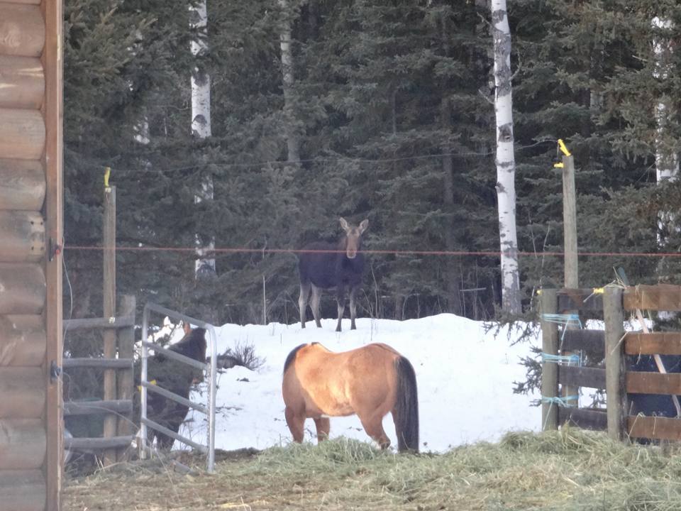 Nouvelles - Wettstone Guest Ranch - Beautiful Western Ranch in British ...