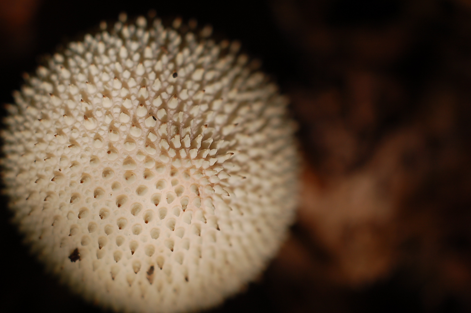 Mon âme a dit - Site de rituel-box