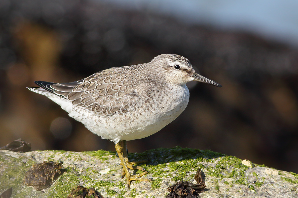 Knutt, Bilder, Foto - Naturfotografie