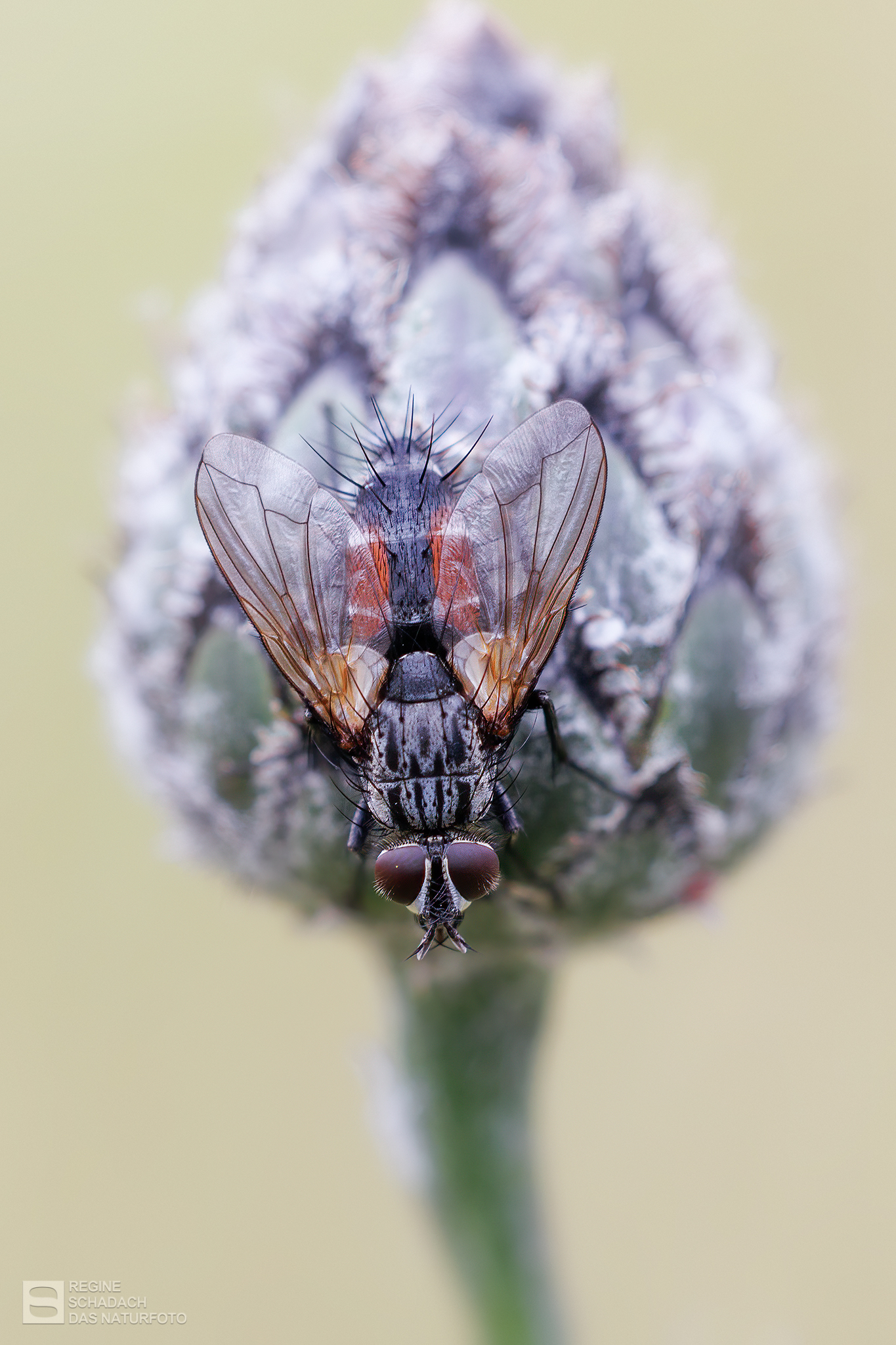 Rotgefleckte Raupenfliege, Bilder, Fotos - Naturfotografie