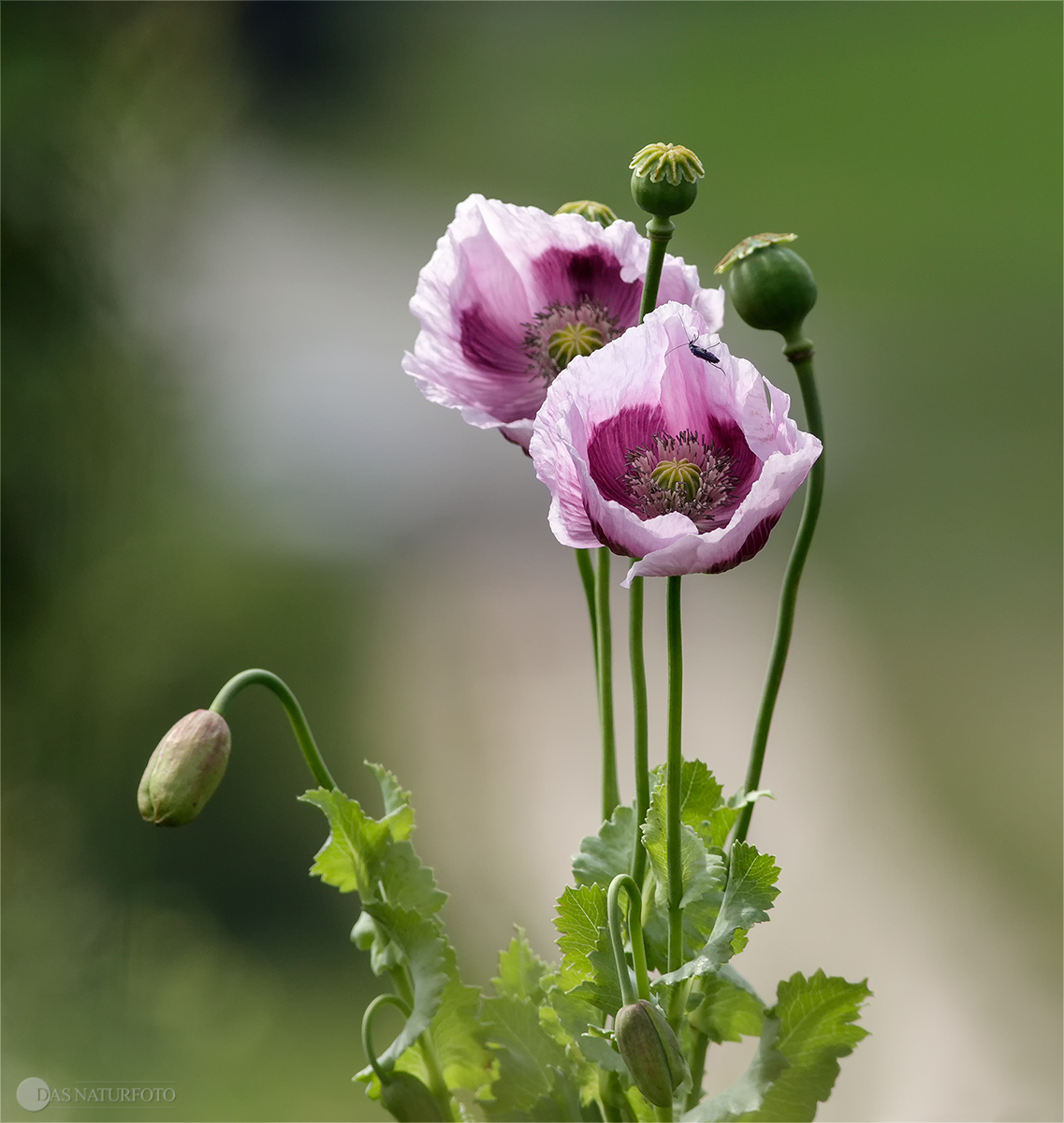 Schlafmohn, Bilder, Fotos - Naturfotografie