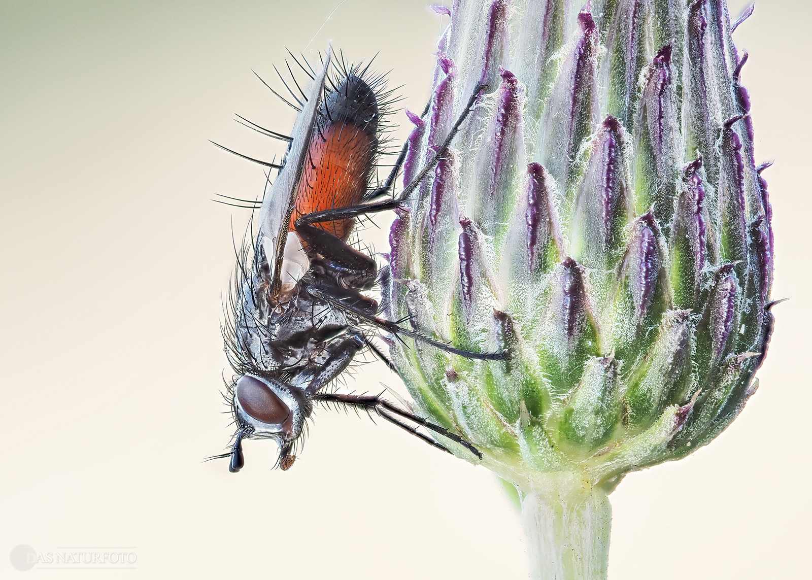 Rotgefleckte Raupenfliege, Bilder, Fotos - Naturfotografie