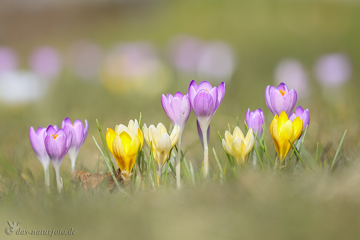 Krokus Bilder, Krokus Fotos - Naturfotografie