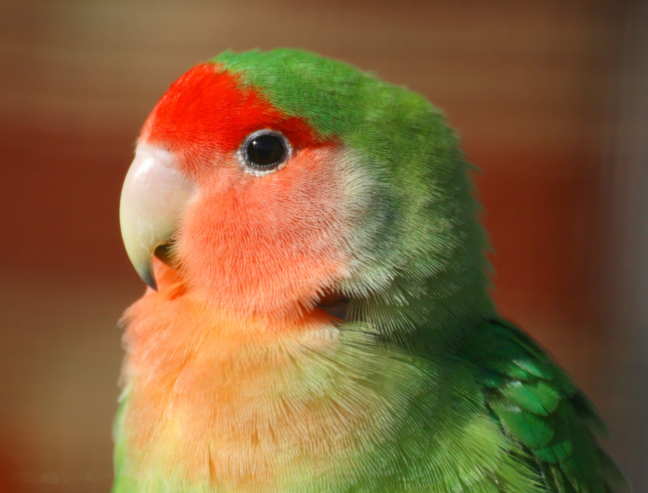 Mutazioni Roseicollis - Allevamento amatoriale pappagalli inseparabili ...