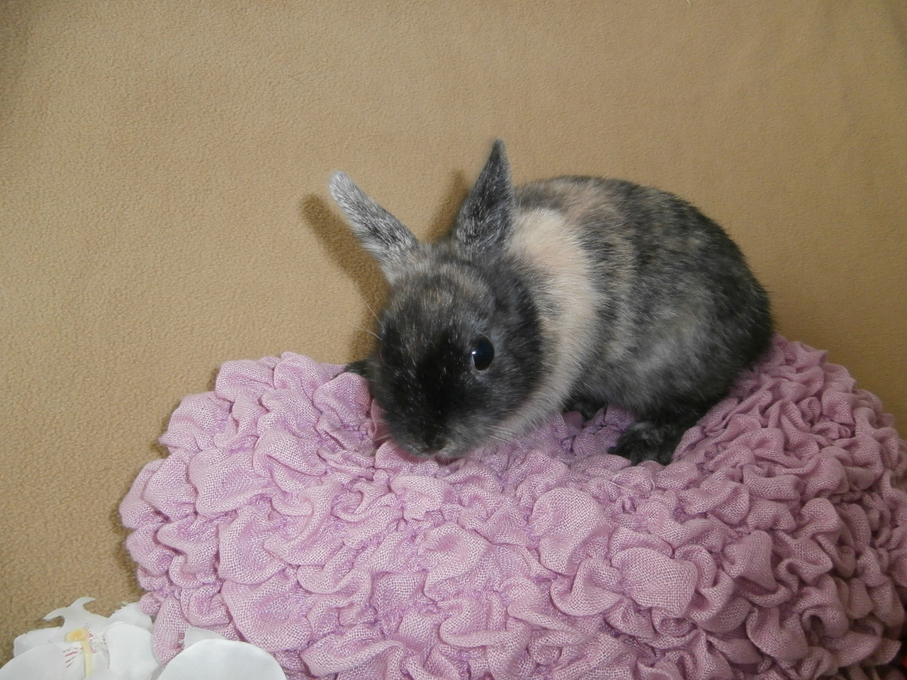 Nain - Site de l'élevage les p'tits poilus