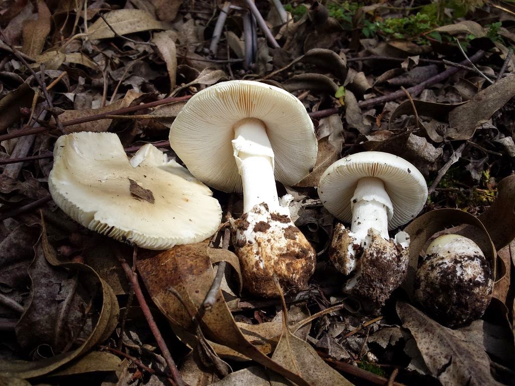 C27 : Culture de trois espèces fongiques sauvages comestibles du ...