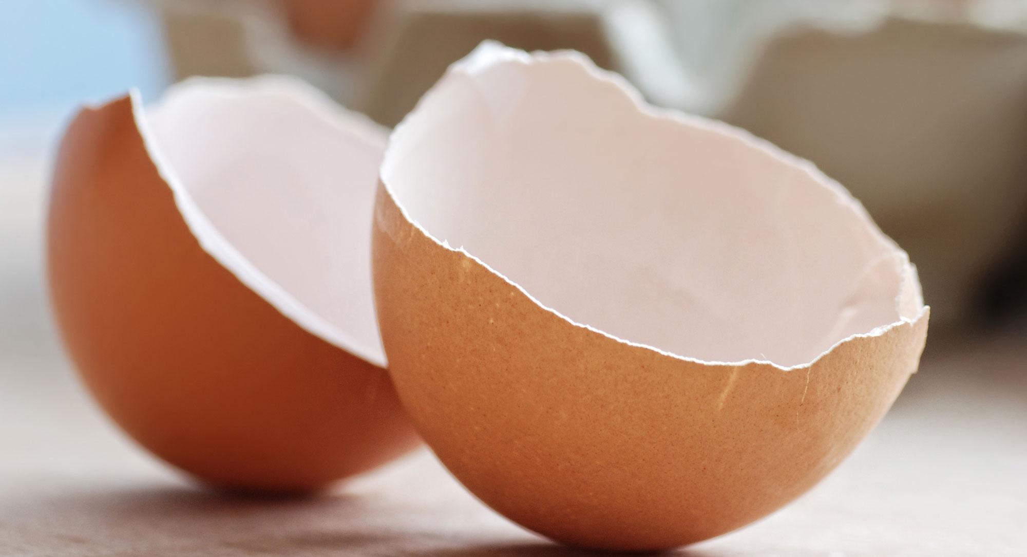 Produkte von Huhn & Hahn - Huhn-Hahn.de