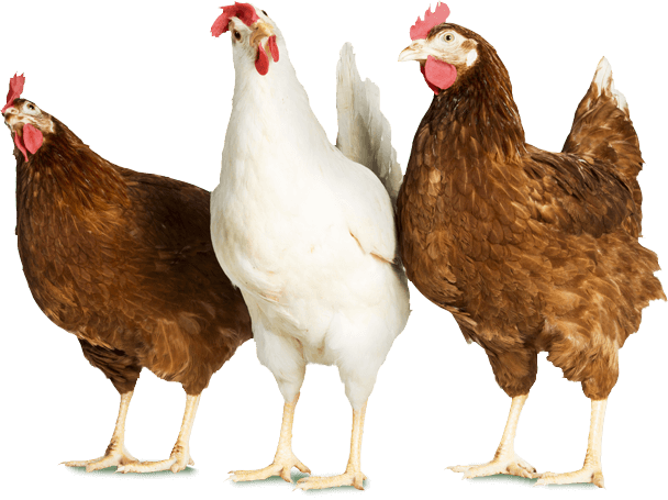 Die Initiative Huhn & Hahn - Huhn-Hahn.de