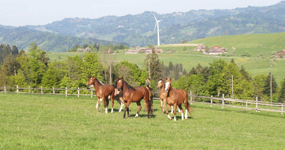 Unsere Fohlenweide - Lutersarni.ch