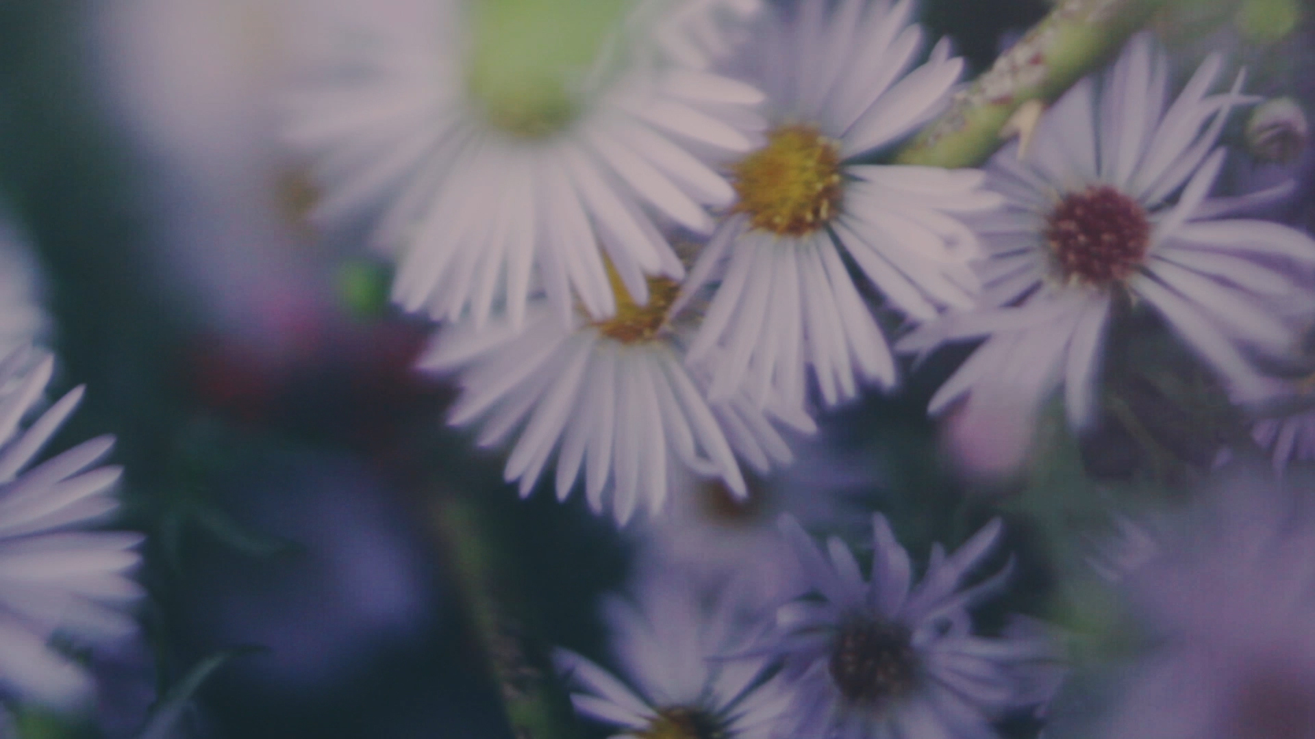 SanDisk Color - Director of Photography SADAKI MATSUDA 松田貞喜