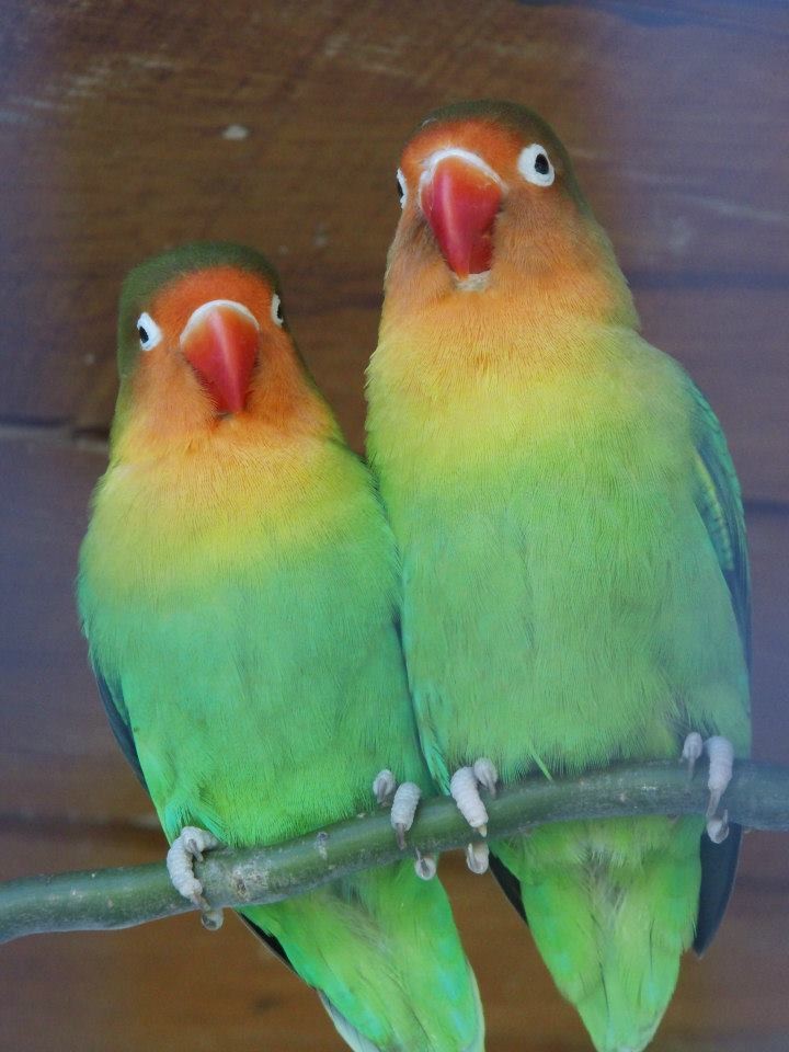 Die Agaporniden - papageien-berlins Webseite!