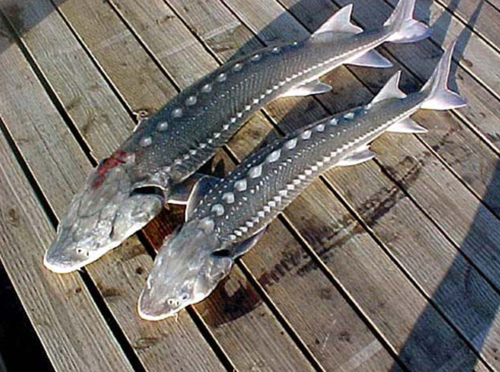 Storione Bianco - Benvenuti su asd-lago-di-megolo!