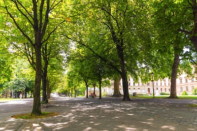 Tree Substrates for Healthy Root Growth - iNTERBiMS