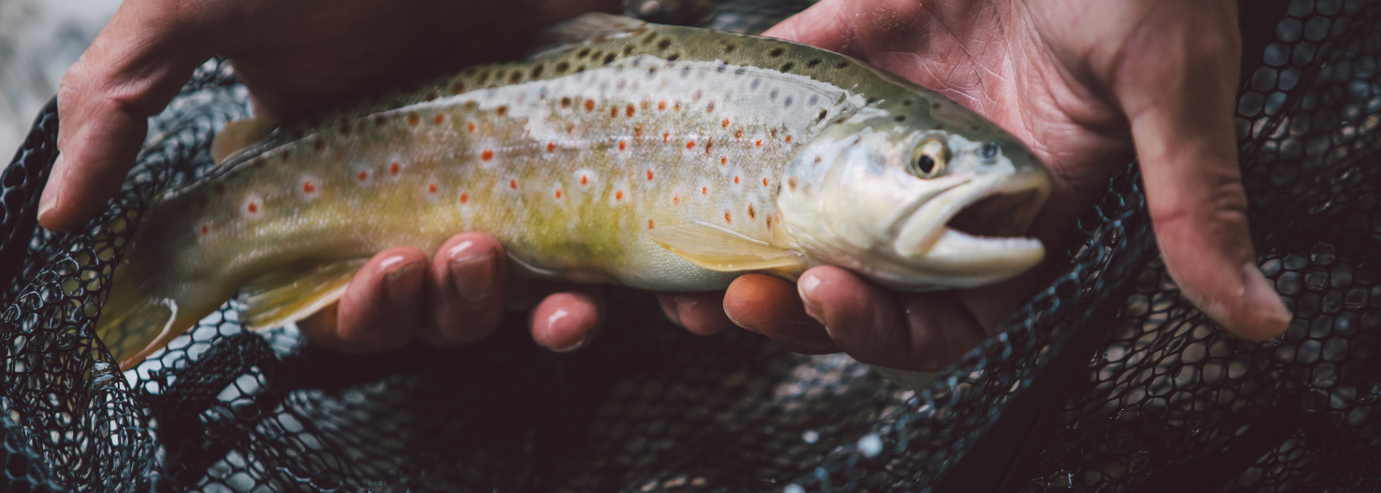 Techniques - Gumpen-Sushi