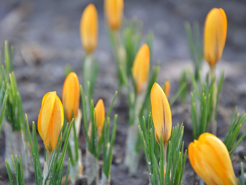 Crocus flavus 'Golden Yellow' (Yellow Mammoth) - Bio-Blumenzwiebeln ...