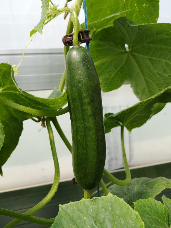 Bio-Saatgut Snack-Gurke 'Beth Alpha' - raimund Biogartenbedarf