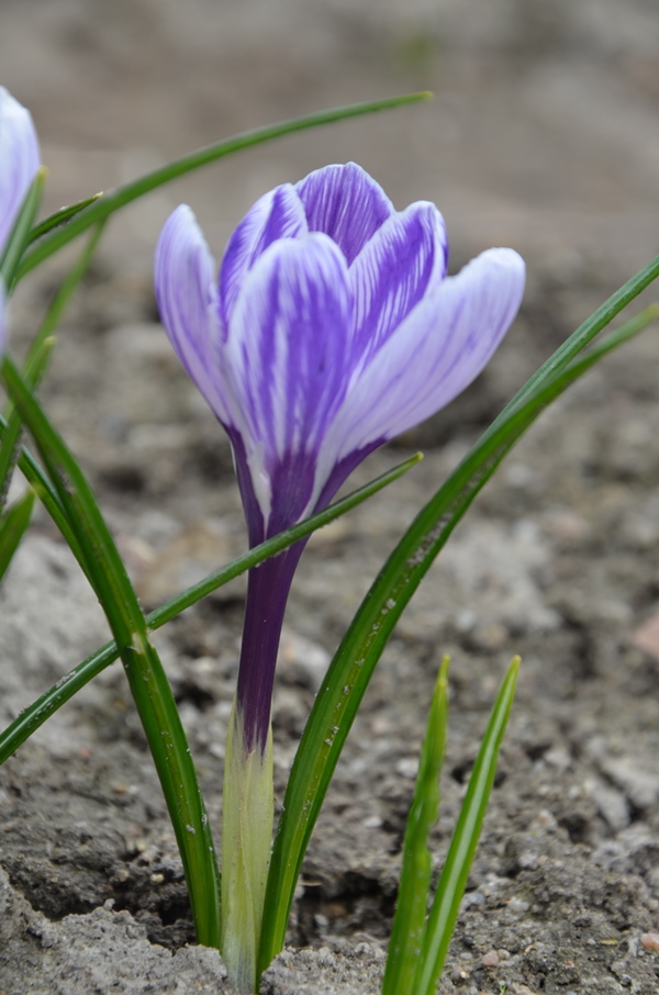 Crocus vernus 'King of the Striped' - Frühlings-Krokus - Blumenzwiebeln ...