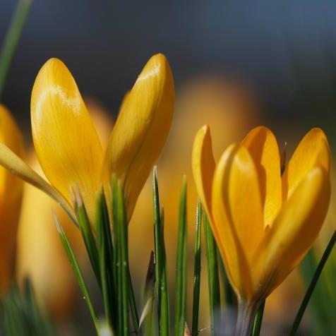 Crocus flavus 'Golden Yellow' (Yellow Mammoth) - Bio-Blumenzwiebeln ...