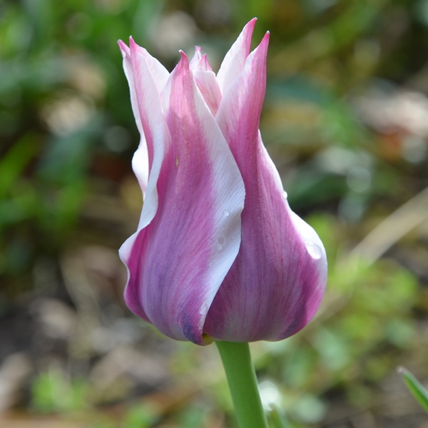 Tulipa 'Ballade' - Lilienblütige Tulpe - raimund Biogartenbedarf