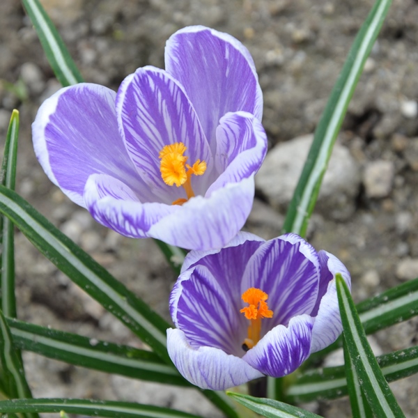 Crocus vernus 'King of the Striped' - Frühlings-Krokus - Blumenzwiebeln ...