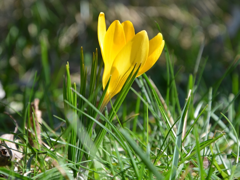 Crocus flavus 'Golden Yellow' (Yellow Mammoth) - Bio-Blumenzwiebeln ...