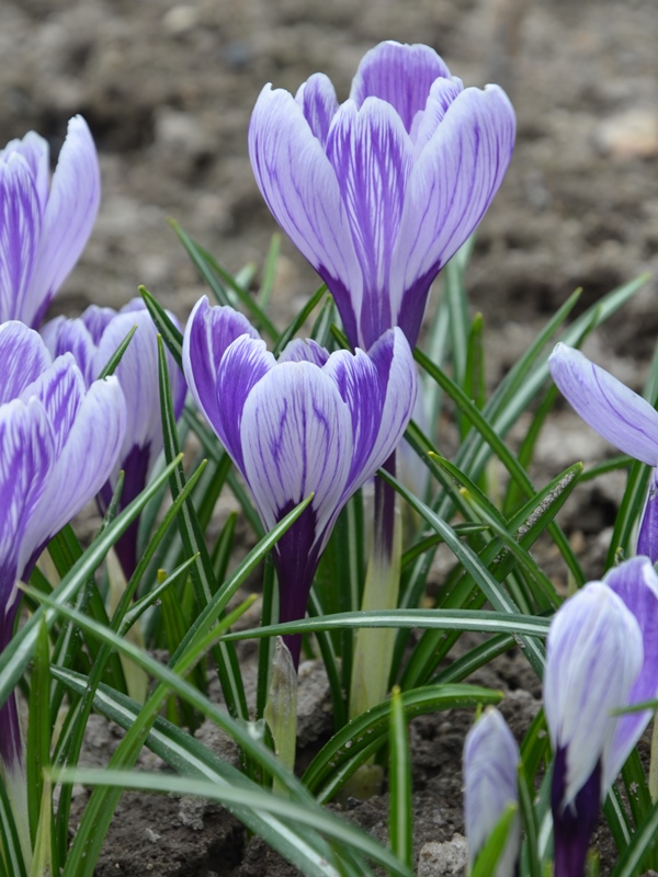 Crocus vernus 'King of the Striped' - Frühlings-Krokus - Blumenzwiebeln ...