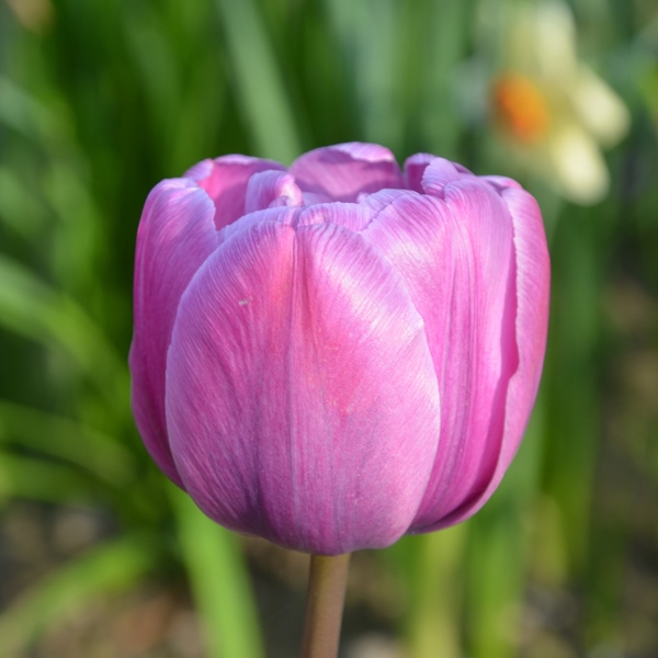 Tulipa 'Blue Diamond' - Gefüllte späte Tulpe - raimund Biogartenbedarf