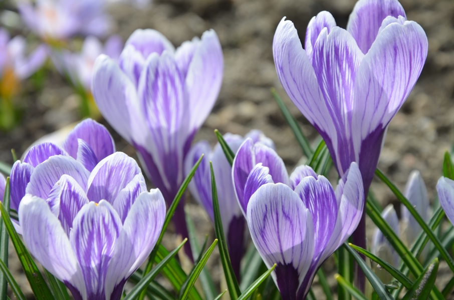 Crocus vernus 'King of the Striped' - Frühlings-Krokus - Blumenzwiebeln ...