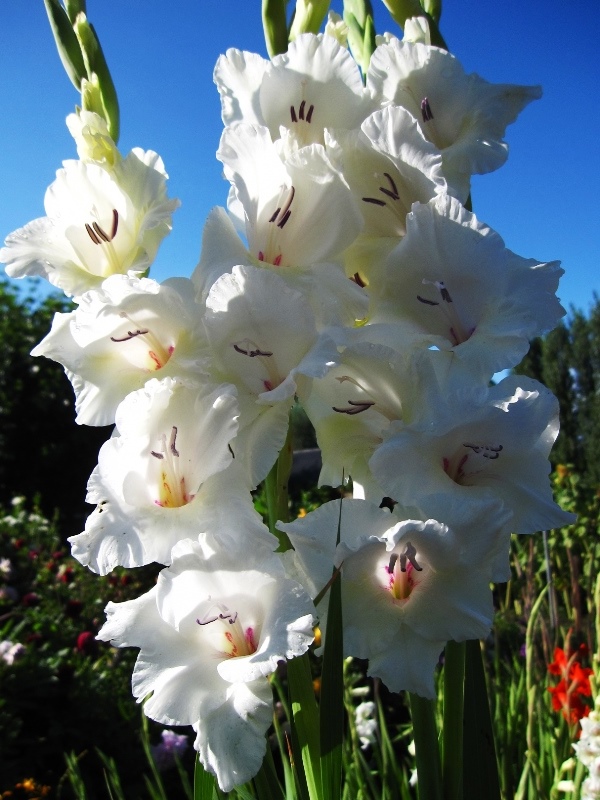 Gladiolen - Gladiolenknollen - raimund Biogartenbedarf