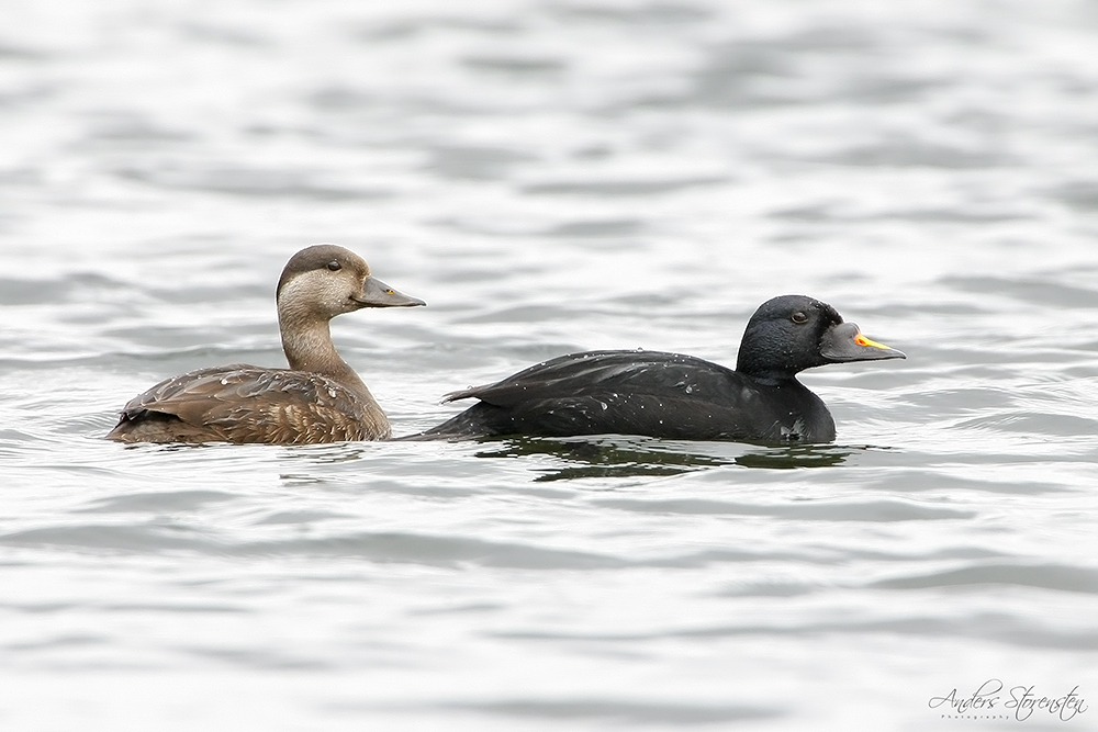 Common Scoter - Wildlife photography by Anders Storensten
