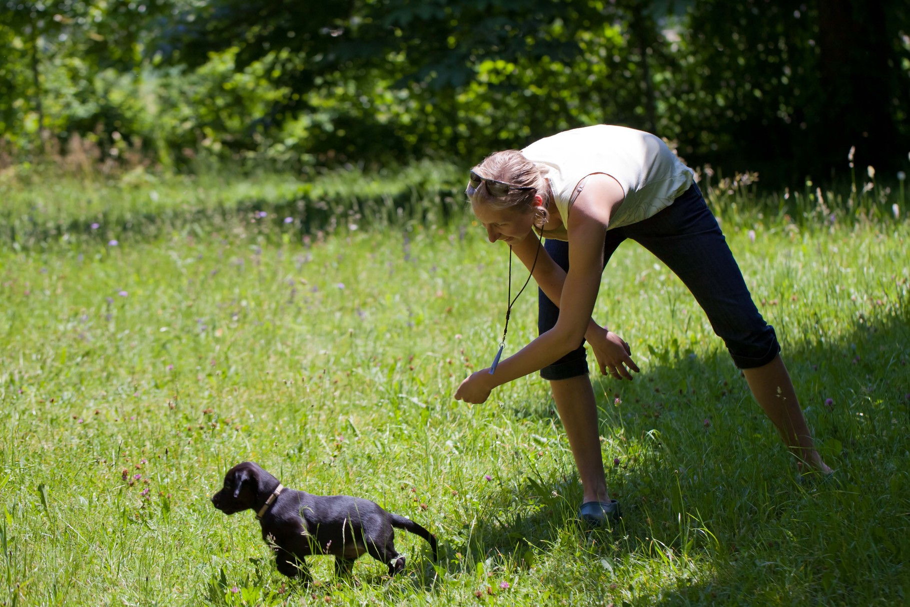 Einzelfotos mit 8 Wochen - Clockwork Labradors