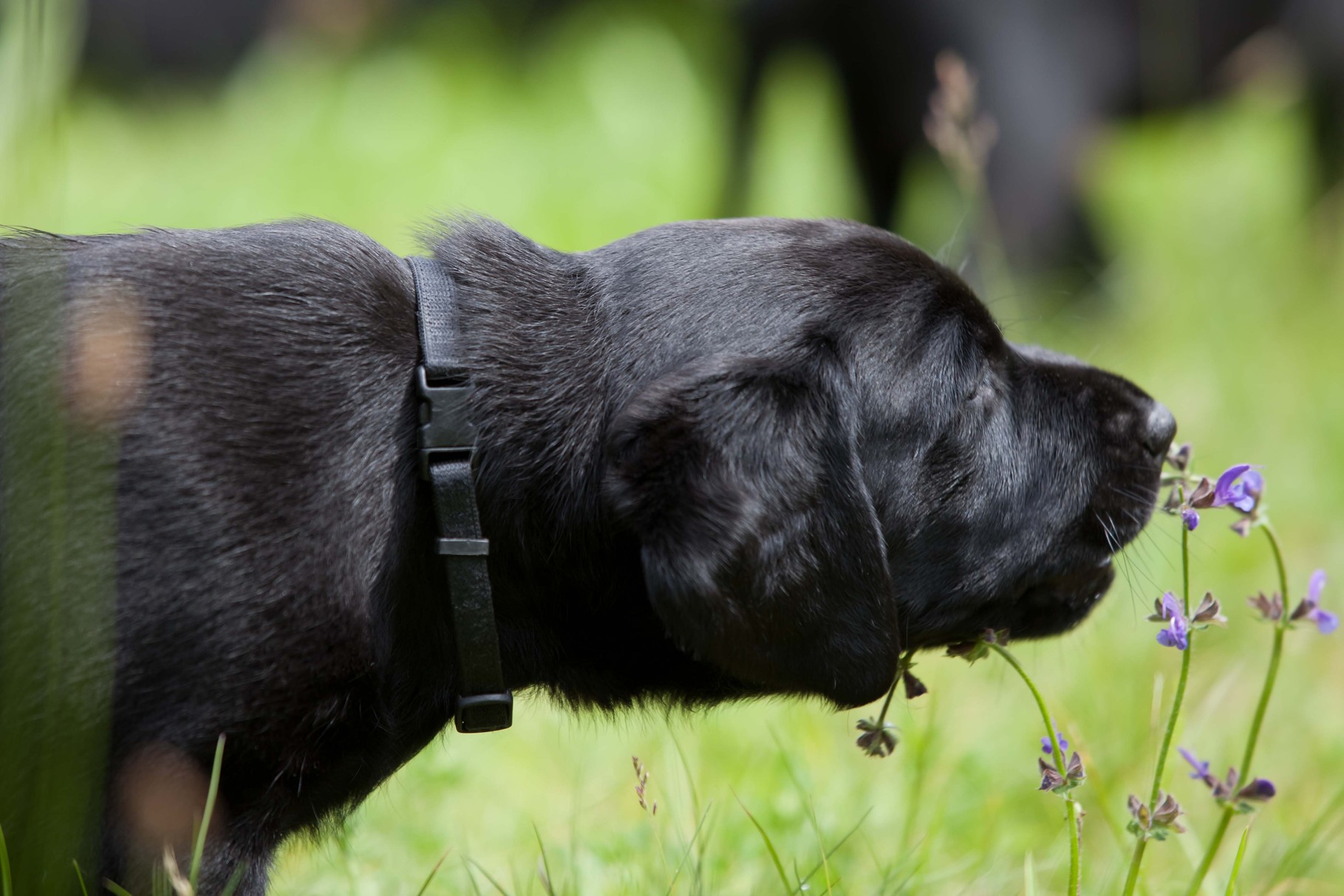 Einzelfotos mit 8 Wochen - Clockwork Labradors
