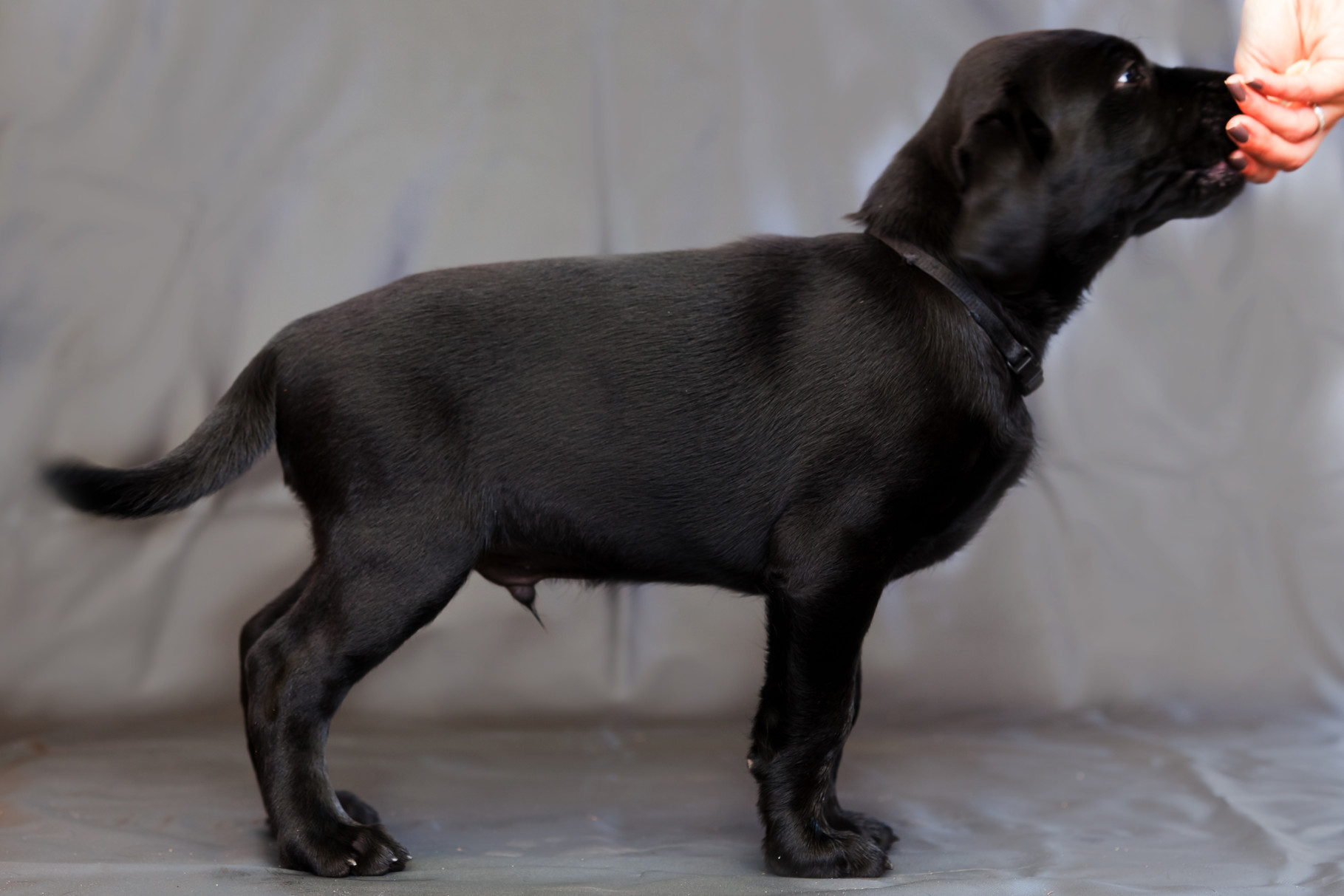 Einzelfotos mit 8 Wochen - Clockwork Labradors