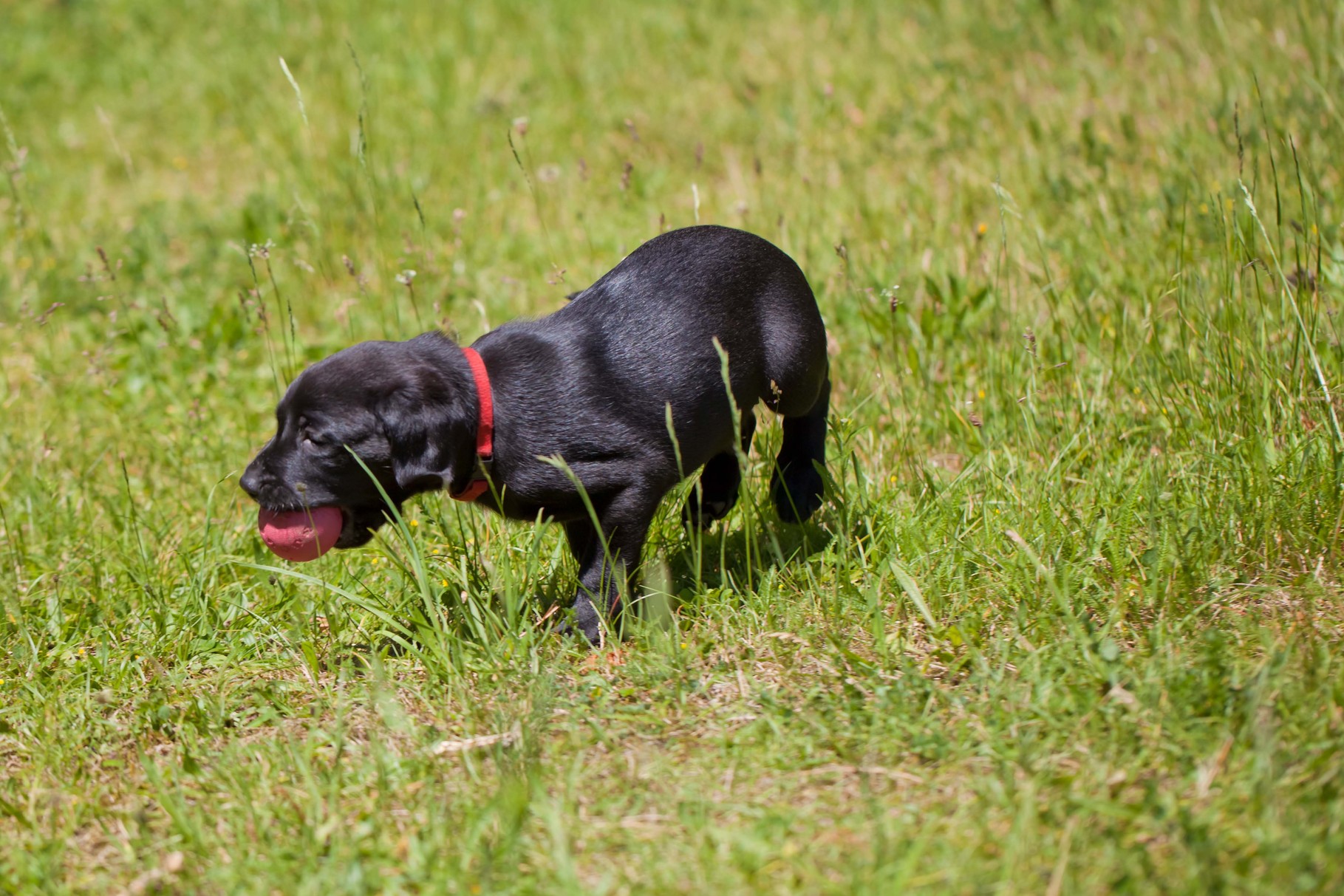 Einzelfotos mit 8 Wochen - Clockwork Labradors