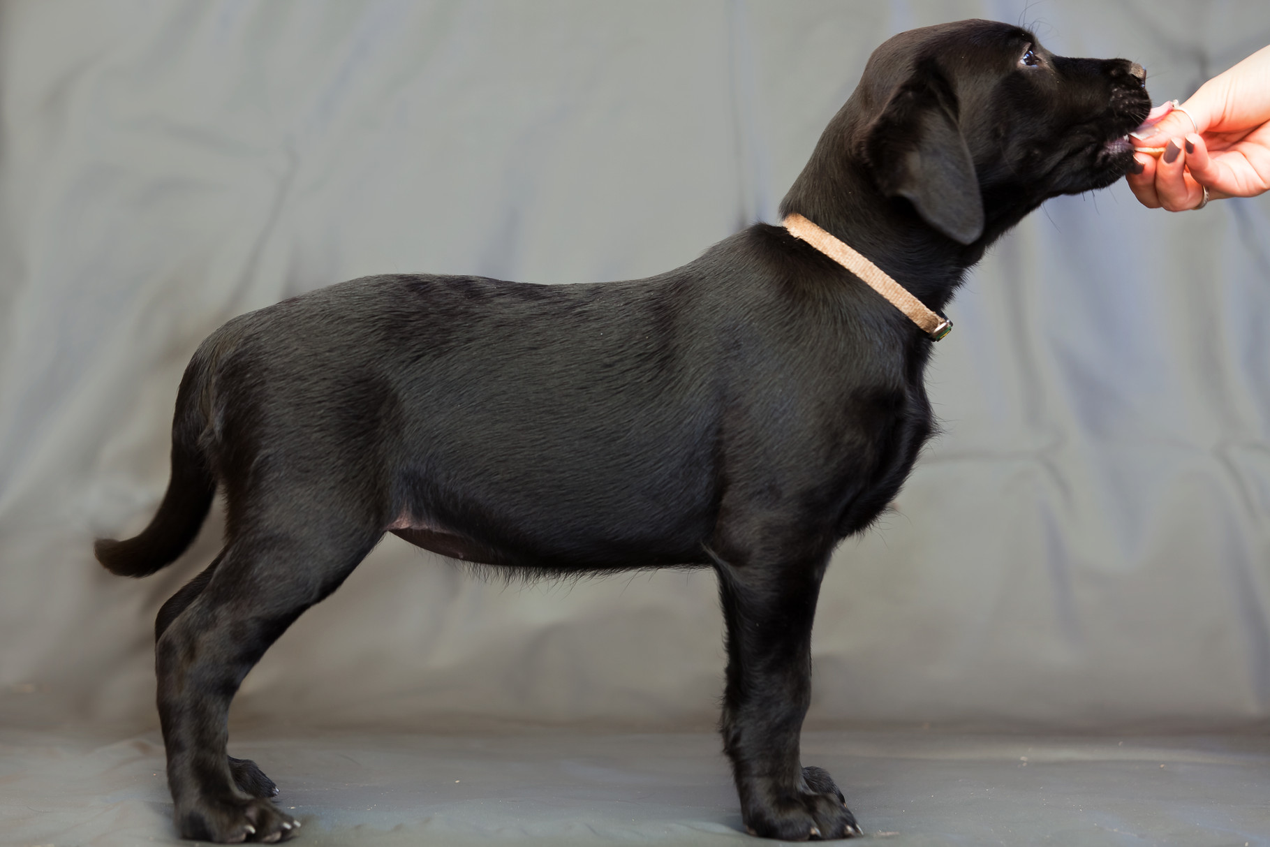 Einzelfotos mit 8 Wochen - Clockwork Labradors