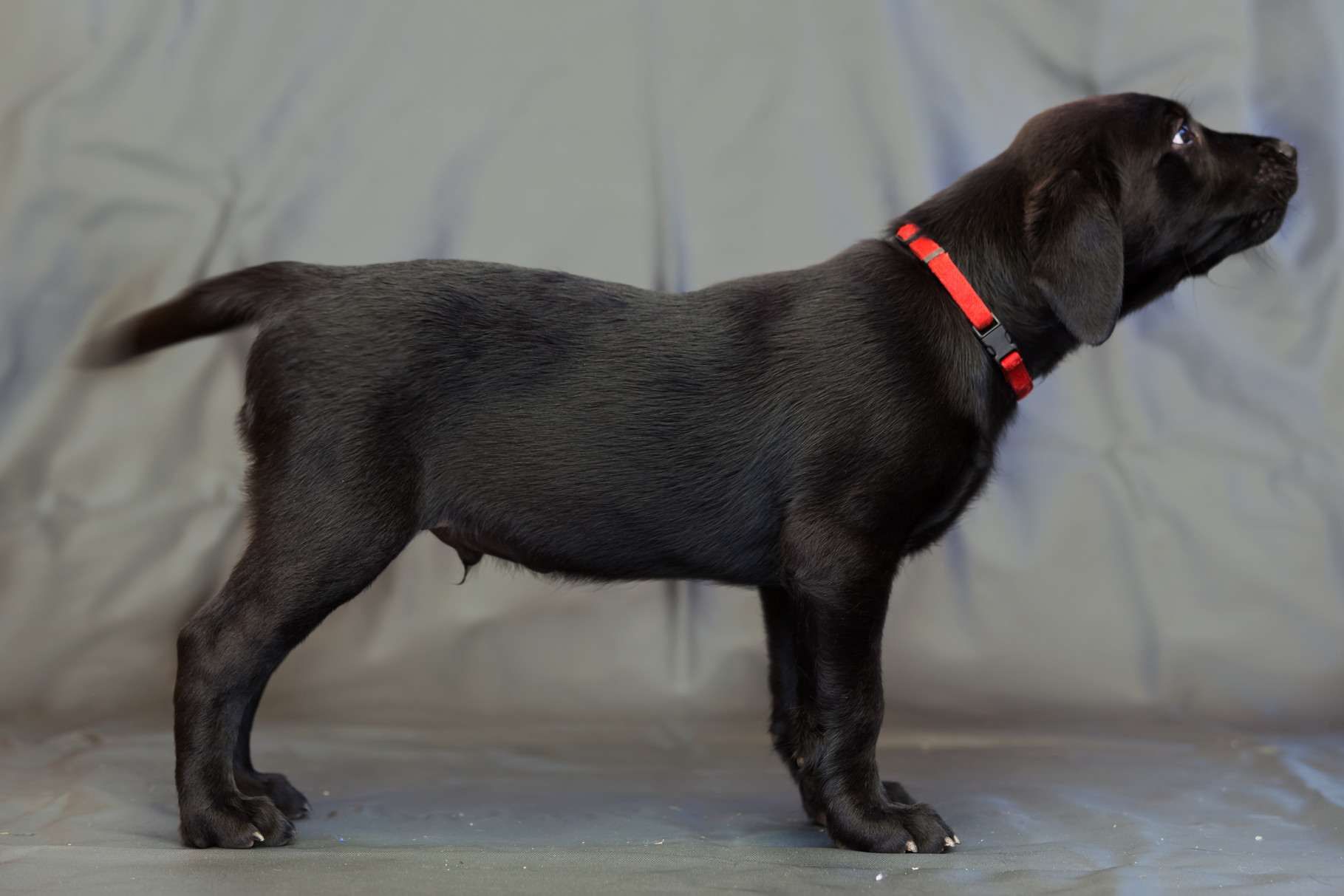 Einzelfotos mit 8 Wochen - Clockwork Labradors